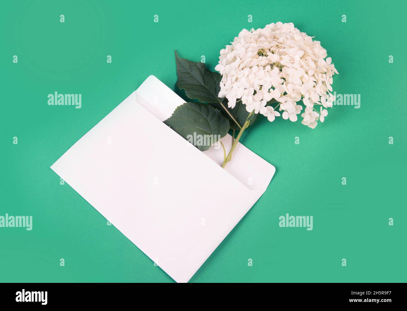 A hydrangea branch falls out of a white paper envelope onto a green ...