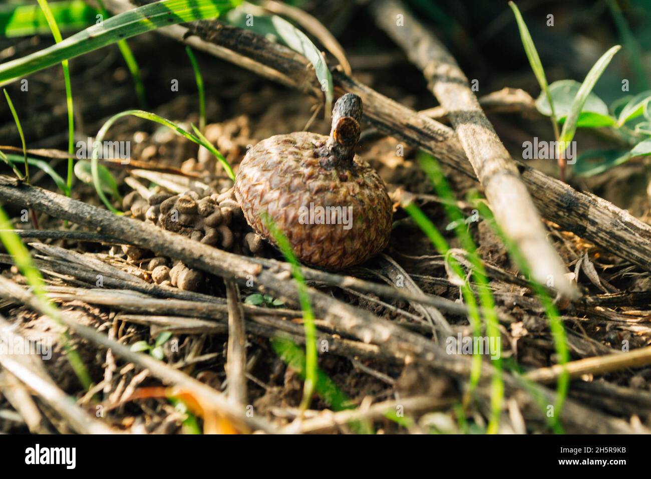 Closeup shot of acorn in a forest Stock Photo - Alamy