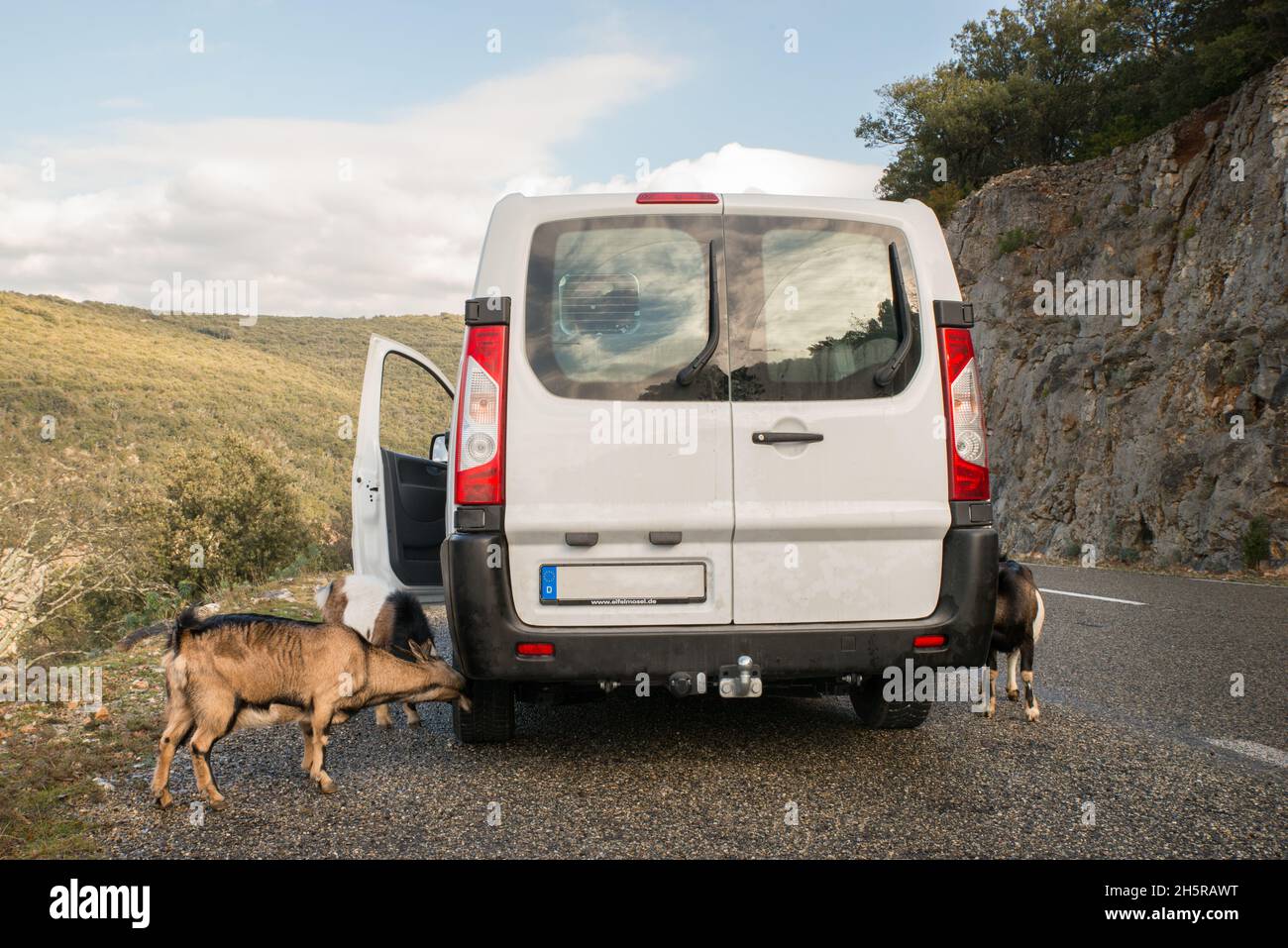 A group of goats licking on a white van in southern France, wild ...