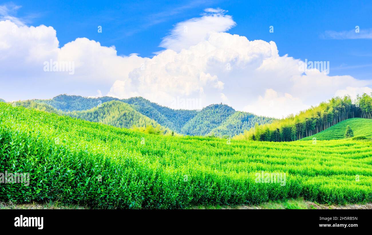 Green tea plantation and bamboo forest landscape Stock Photo - Alamy