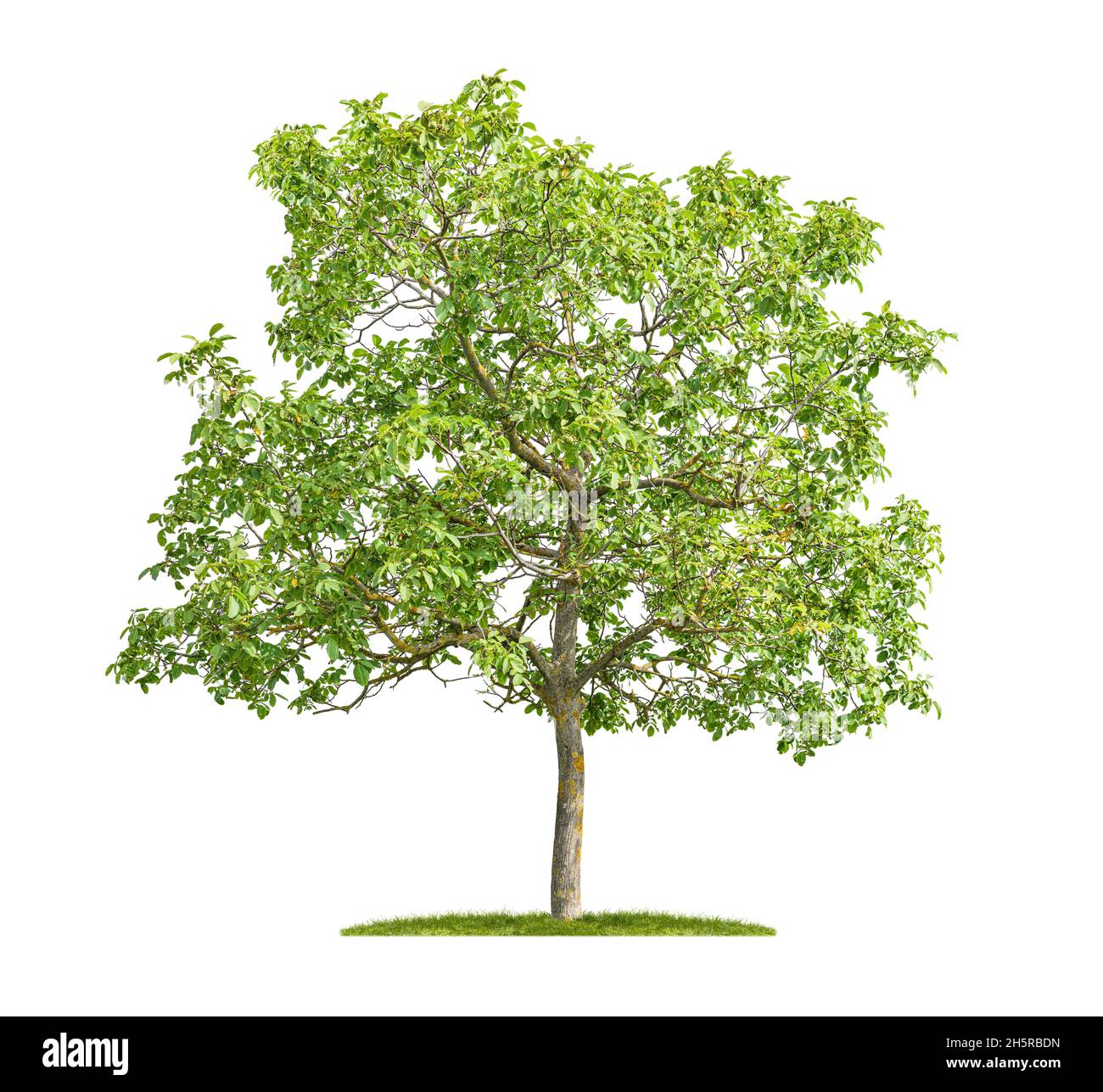 Isolated chestnut tree on a white background Stock Photo - Alamy