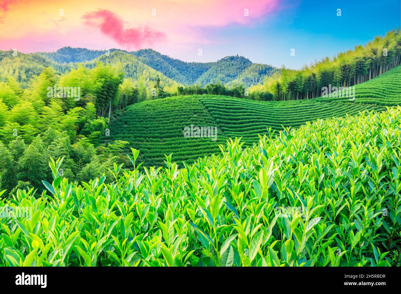 Tea plantations and bamboo forest at sunset,green natural background ...