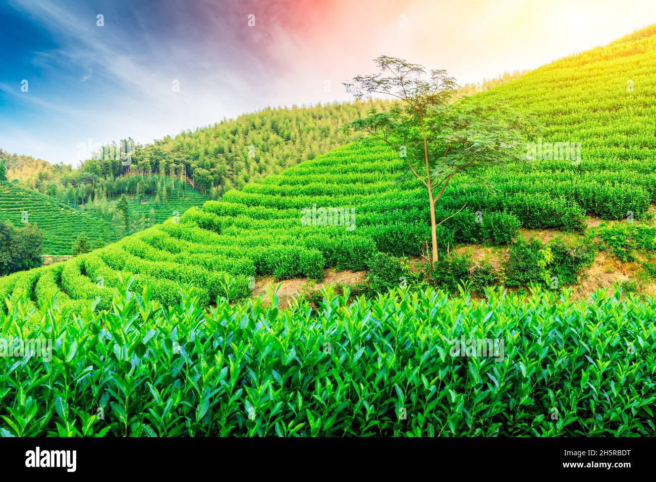 Tea Farm Wallpaper
