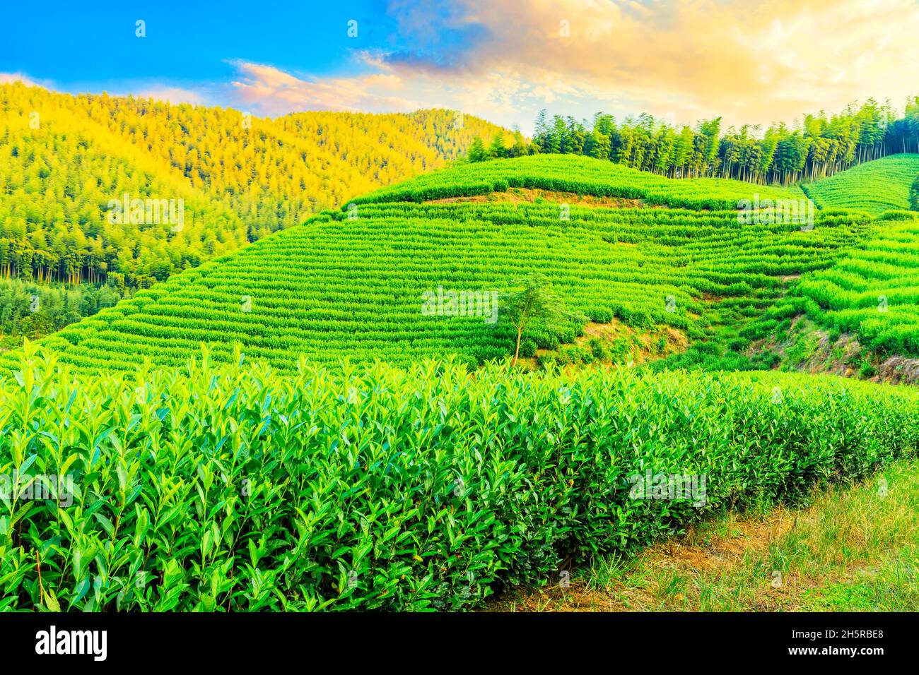 Tea plantations and bamboo forest at sunset,green natural background ...
