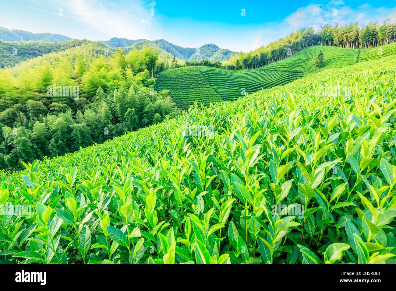 Green tea plantation and bamboo forest landscape Stock Photo - Alamy
