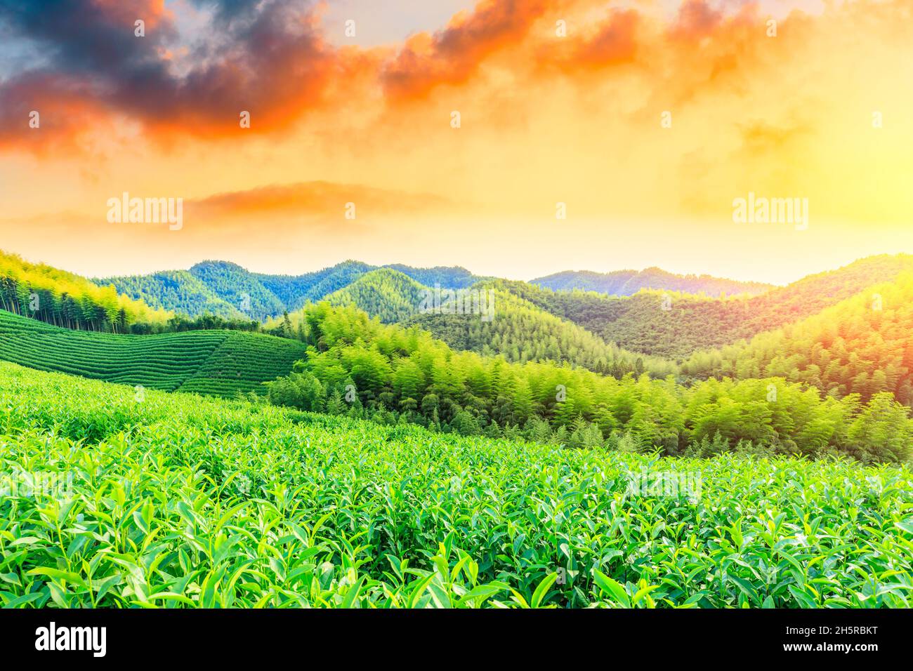 Tea plantations and bamboo forest at sunset,green natural background ...