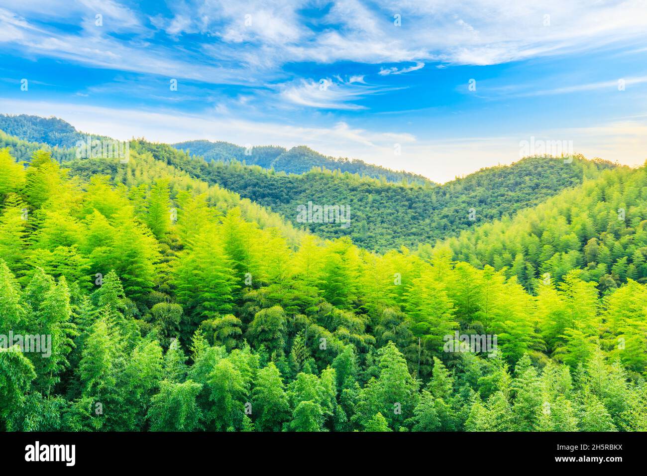 Green tea plantation and bamboo forest landscape Stock Photo - Alamy