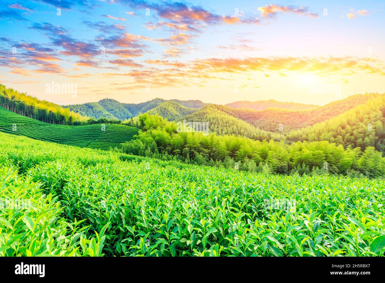Tea plantations and bamboo forest at sunset,green natural background ...