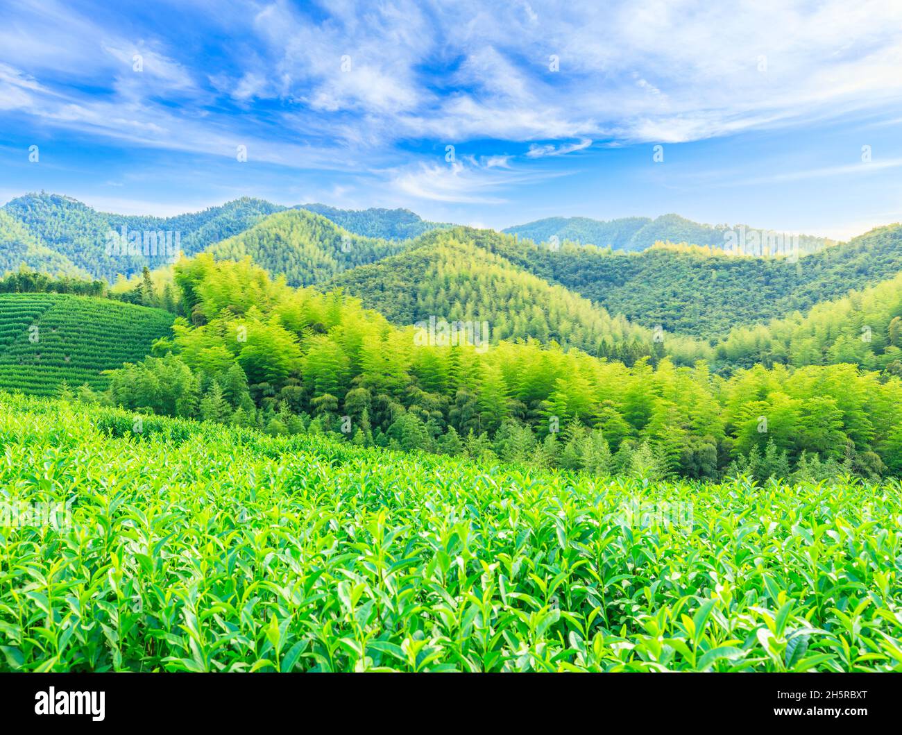 Green tea plantation and bamboo forest landscape Stock Photo - Alamy