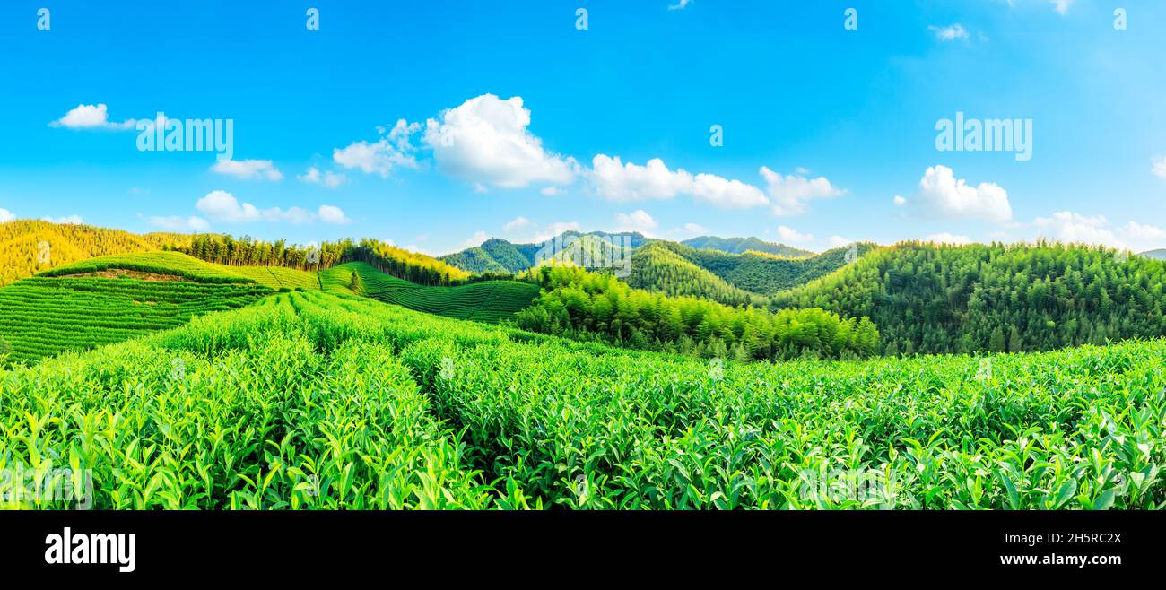 Green tea plantation and bamboo forest landscape Stock Photo - Alamy