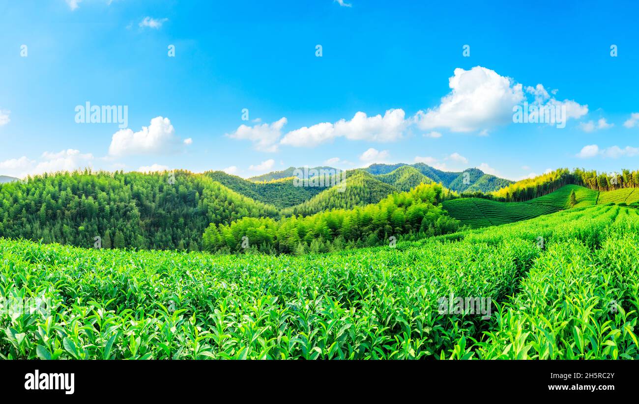 Green tea plantation and bamboo forest landscape Stock Photo - Alamy