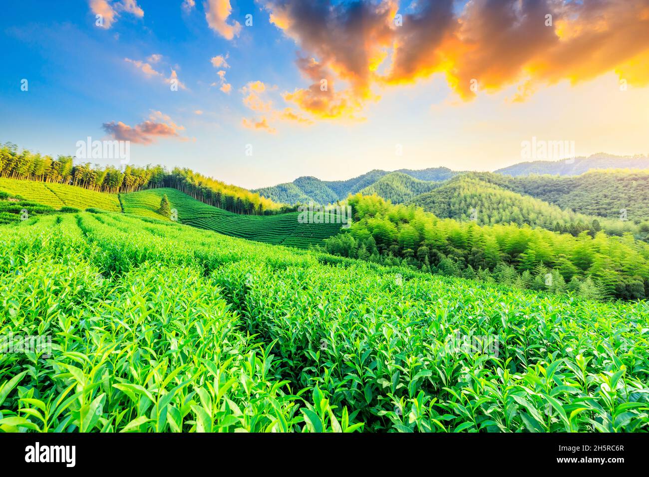 Tea plantations and bamboo forest at sunset,green natural background ...