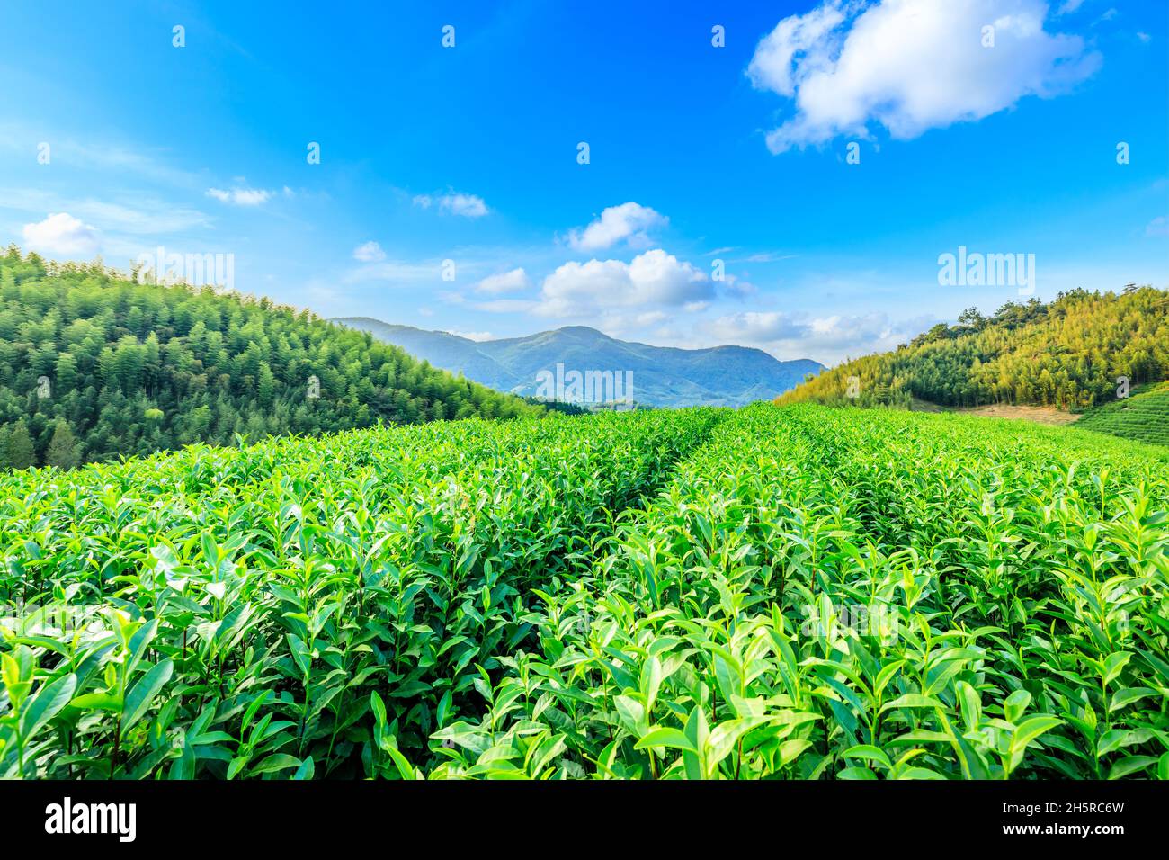 Green tea plantation and bamboo forest landscape Stock Photo - Alamy