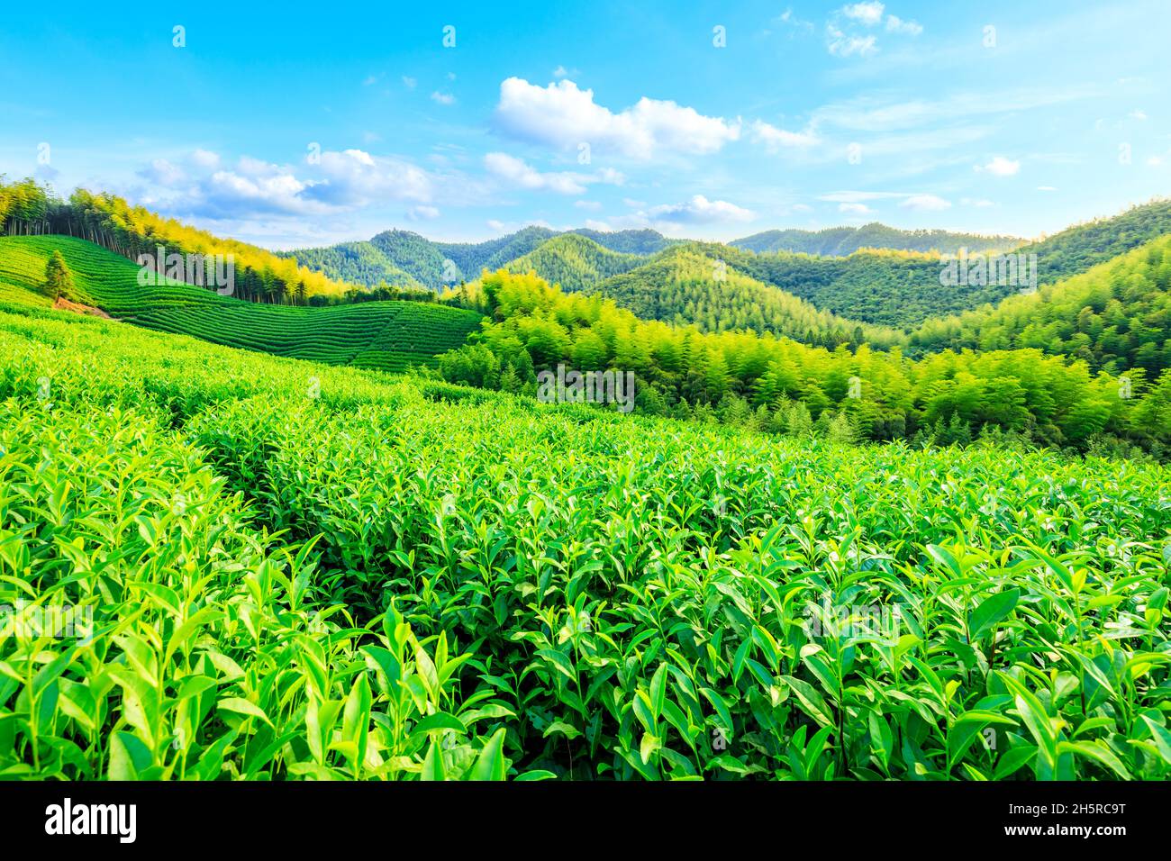 Green tea plantation and bamboo forest landscape Stock Photo - Alamy