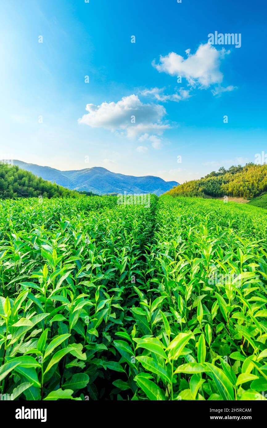 Green tea plantation and bamboo forest landscape Stock Photo - Alamy