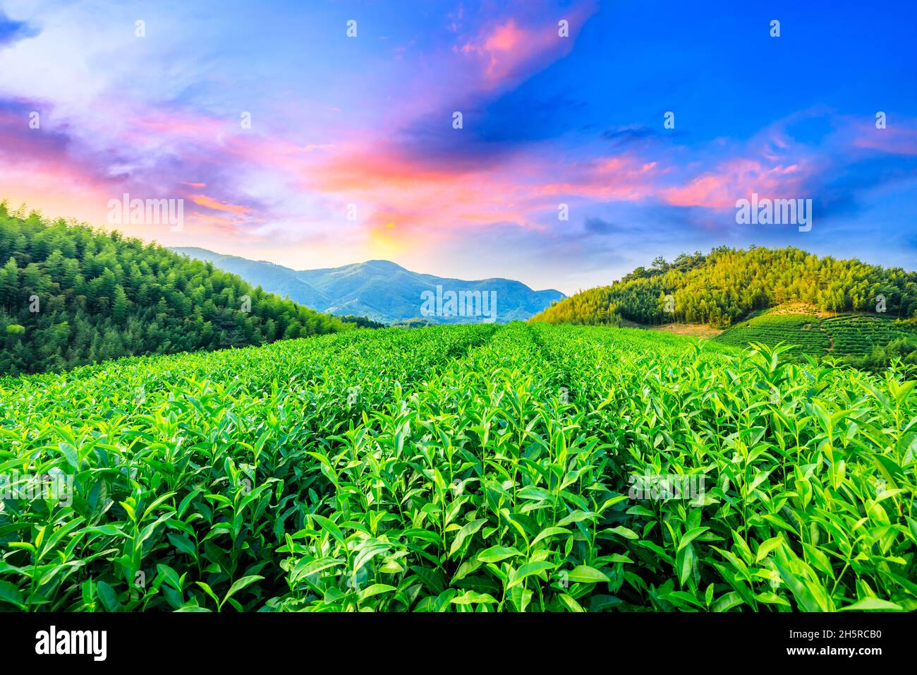 Tea plantations and bamboo forest at sunset,green natural background ...