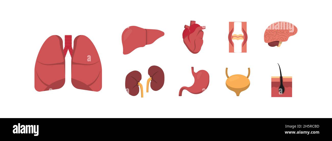 Flat icon for medical design. Human organs set, vector collection ...