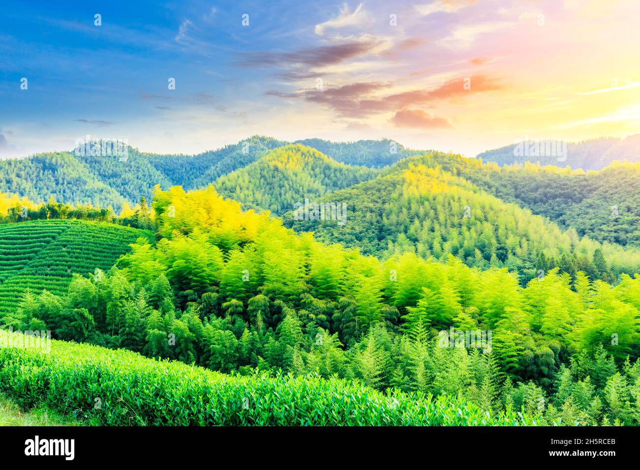 Tea plantations and bamboo forest at sunset,green natural background ...