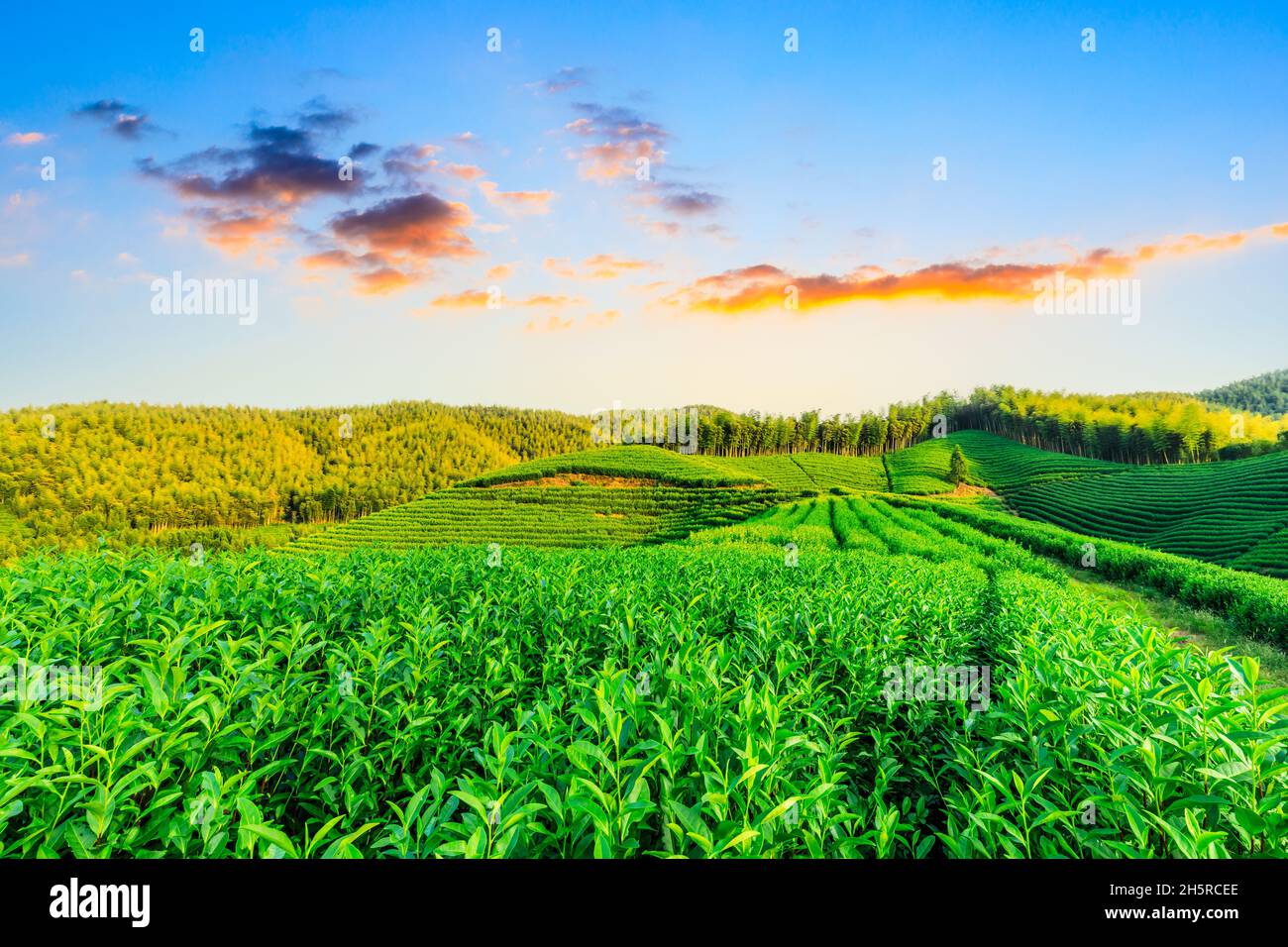 Tea plantations and bamboo forest at sunset,green natural background ...