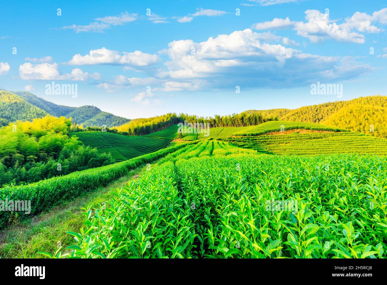 Green tea plantation and bamboo forest landscape Stock Photo - Alamy