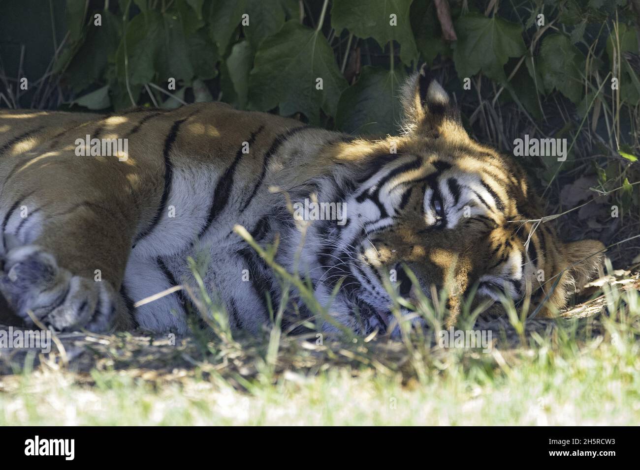 Adult tiger napping in grass Stock Photo - Alamy
