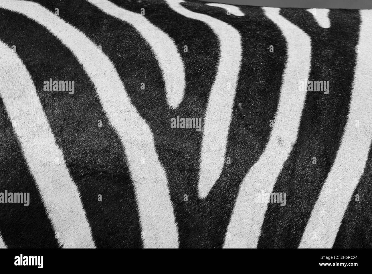 Zebra skin pattern texture Stock Photo - Alamy