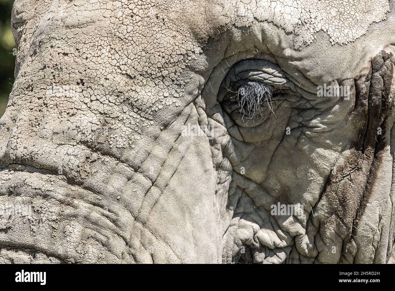 Close-up view on the thick skin around the eye of an African Ele Stock ...
