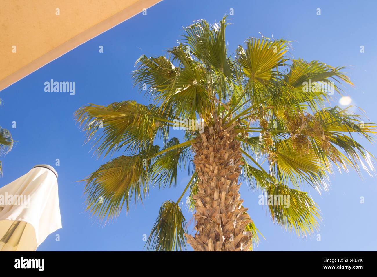 Top of a palm tree, tropical tree Stock Photo - Alamy