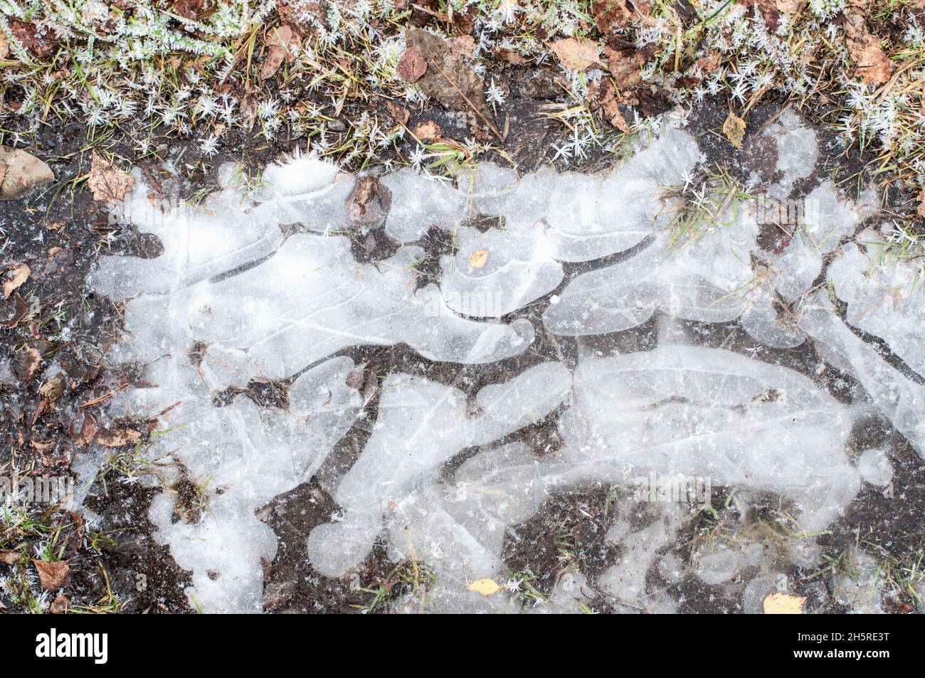 Frozen puddle with grass and leaves inside Stock Photo - Alamy