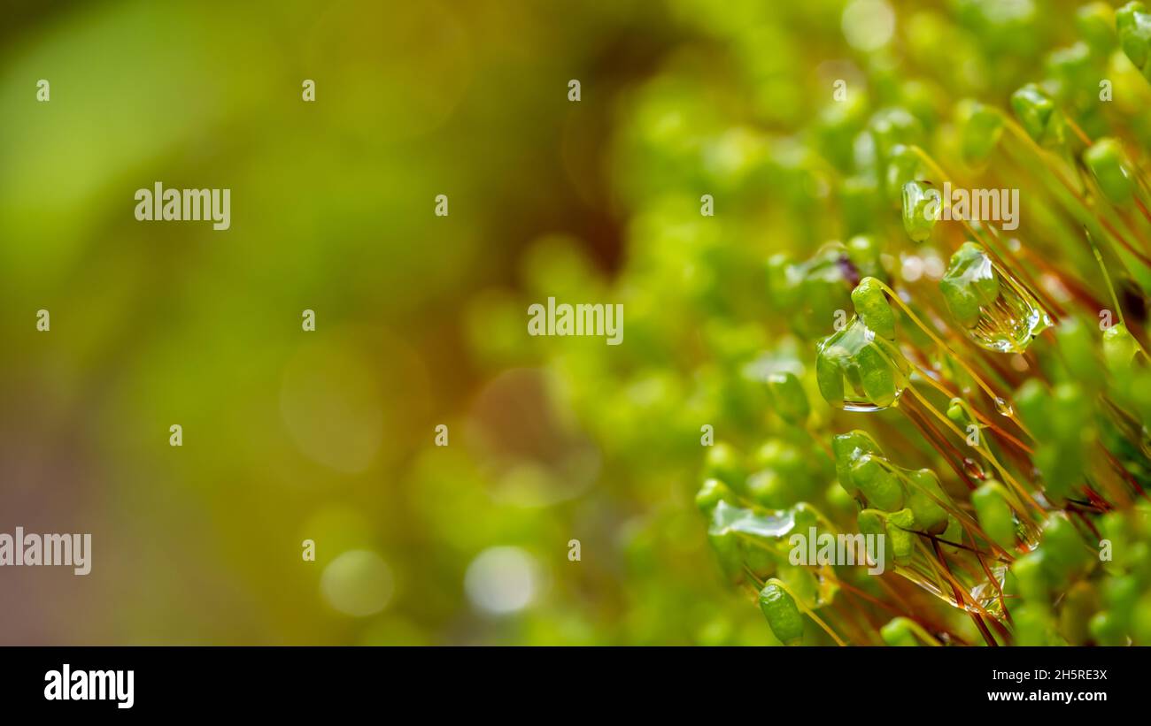 Water drops on the moss closeup, Beautiful background of moss for ...