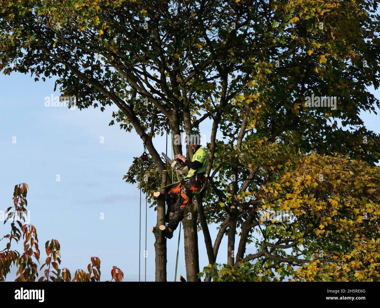 Mann with yellow jacket helmet glasses and chainsaw up a tree Stock ...