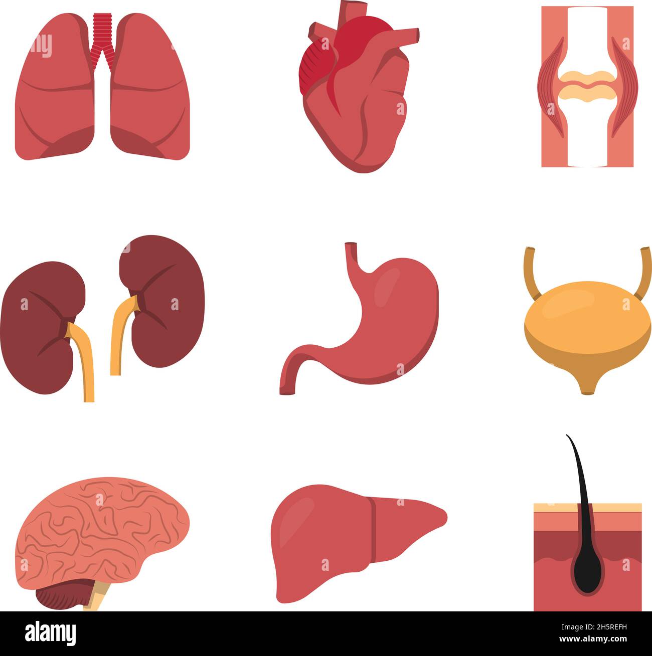 Flat icon for medical design. Human organs set, vector collection ...