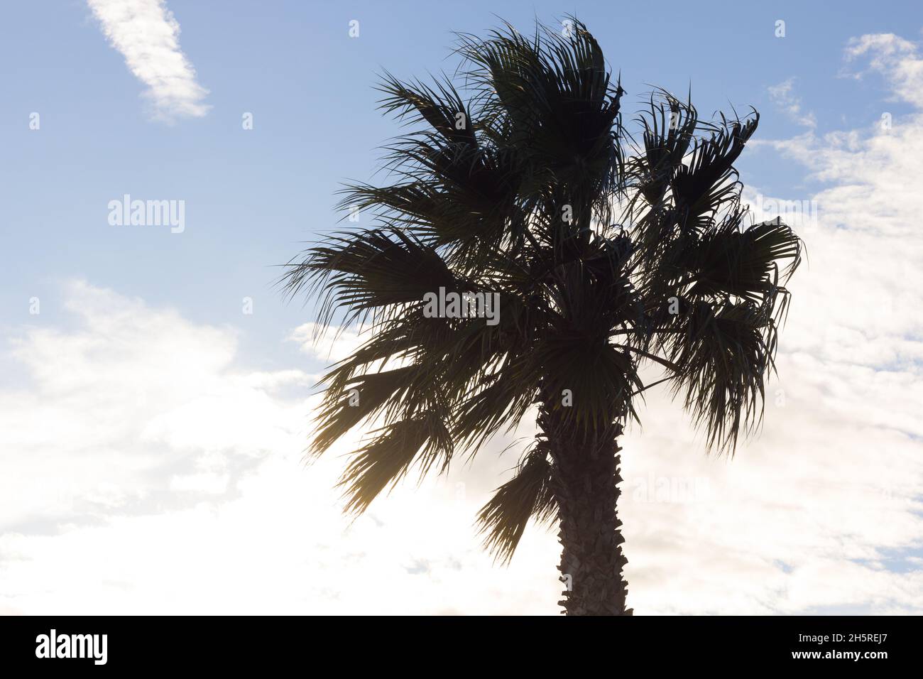 Top of palmtree hi-res stock photography and images - Alamy