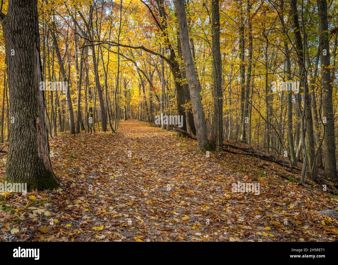 "The Trail Goes Ever On", through a golden corridor of old oak trees ...