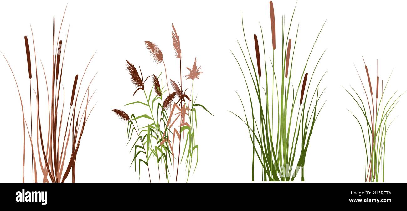 Silhouette of reeds, sedge, cane, bulrush, or grass on a white ...