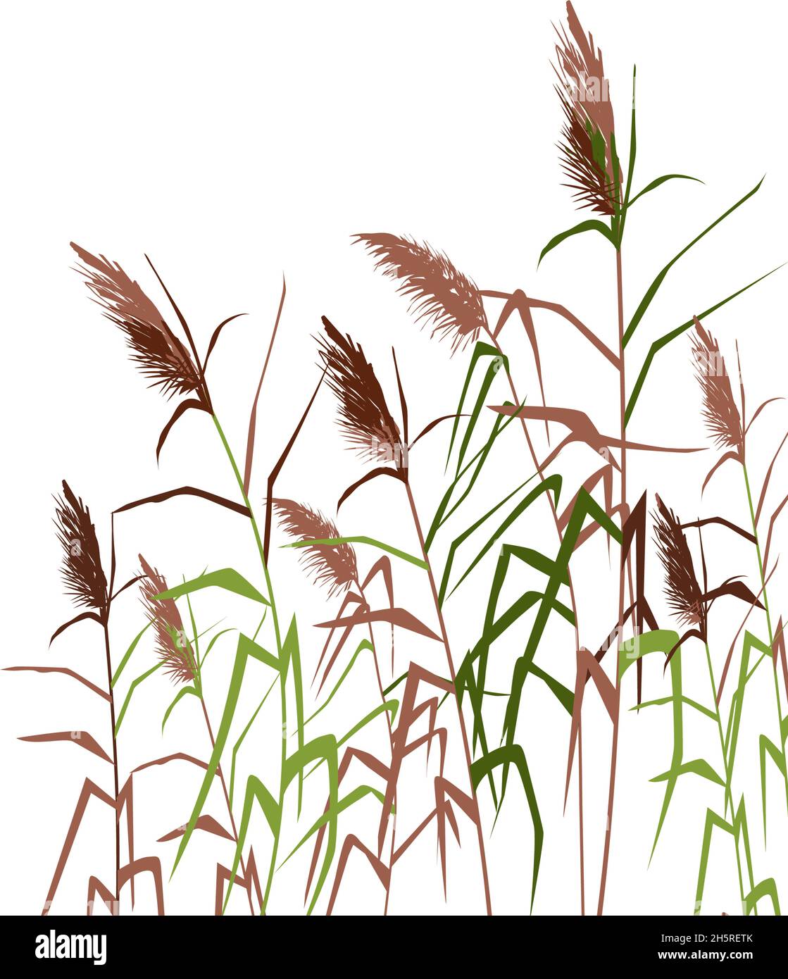 Swamp sedge Stock Vector Images - Alamy