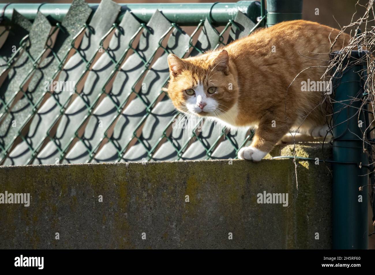 Fat ginger cat in the pa Stock Photo - Alamy