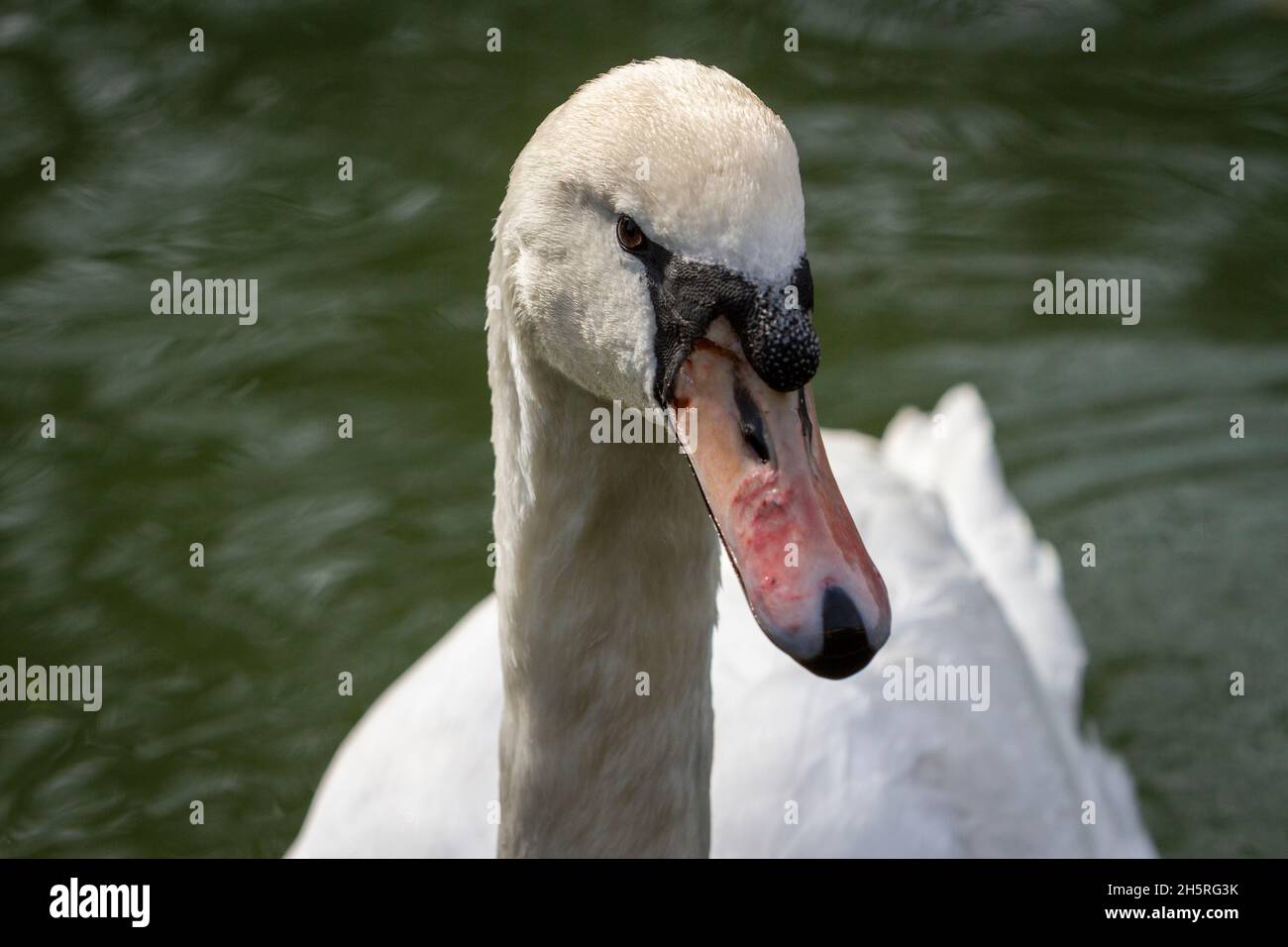 Close up of young cob swan head with copy space in centre of image ...