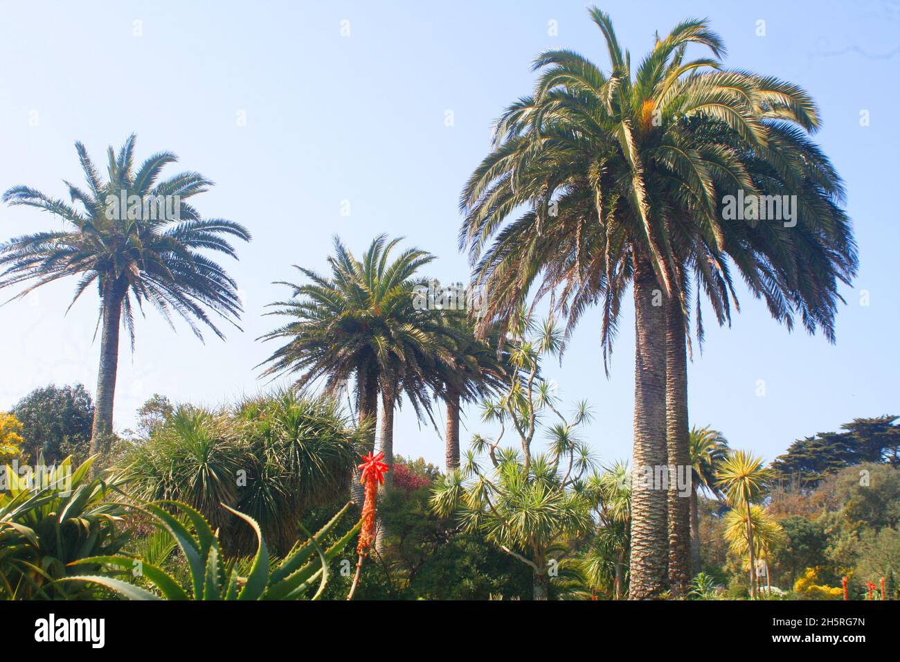 Isles Of Scilly Palm Trees