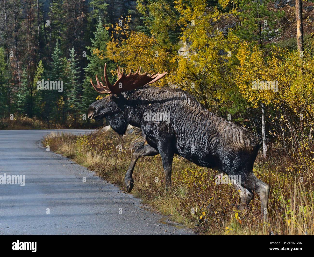 Giant Moose On Road