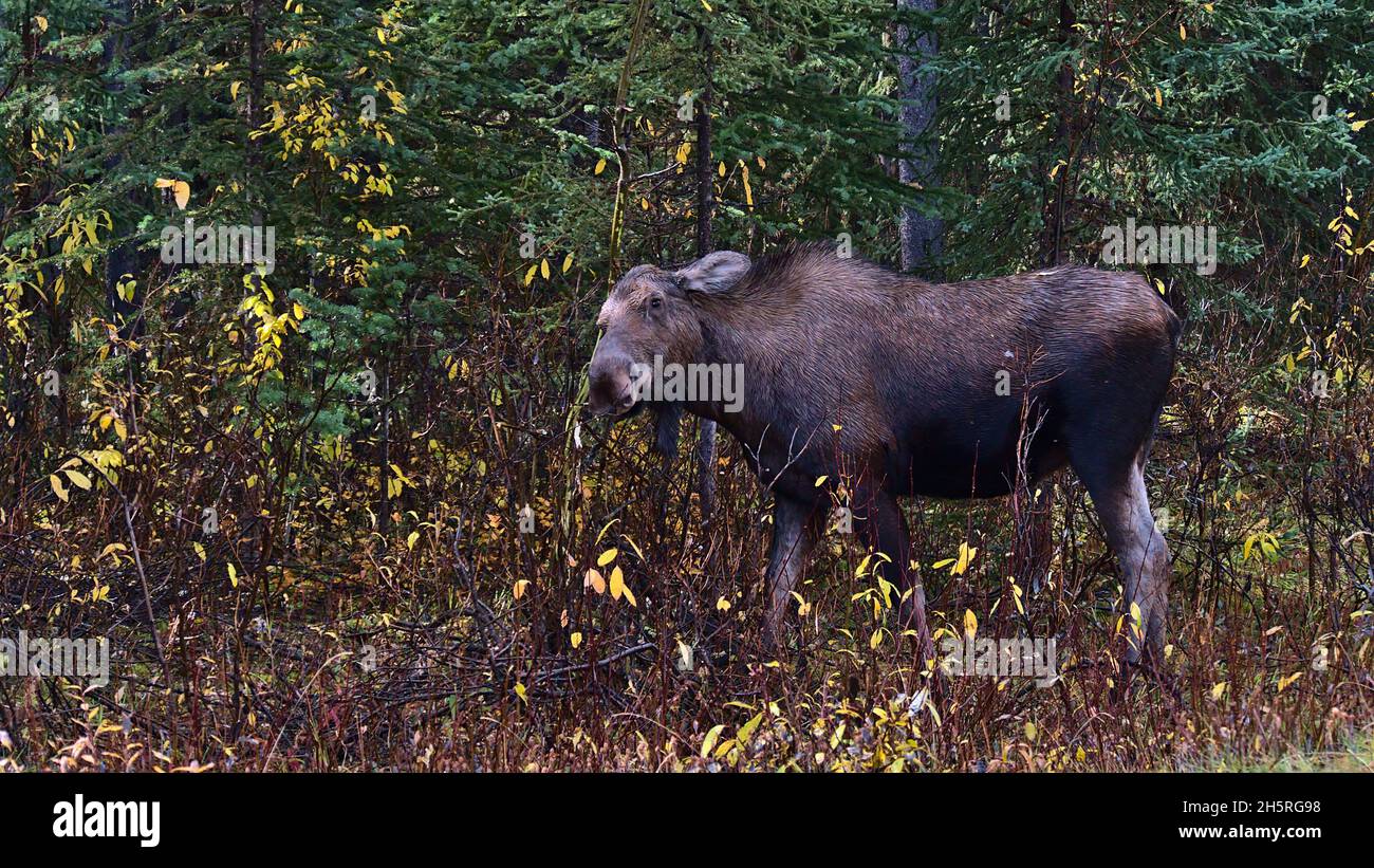 Female moose hi-res stock photography and images - Alamy