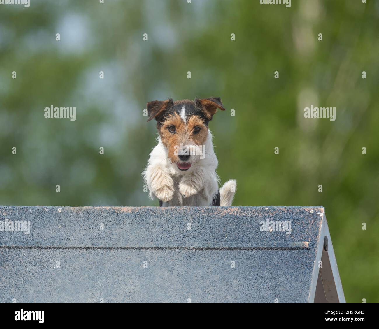 Jack Russell Terrier climbing over a frame in agility competition Stock ...