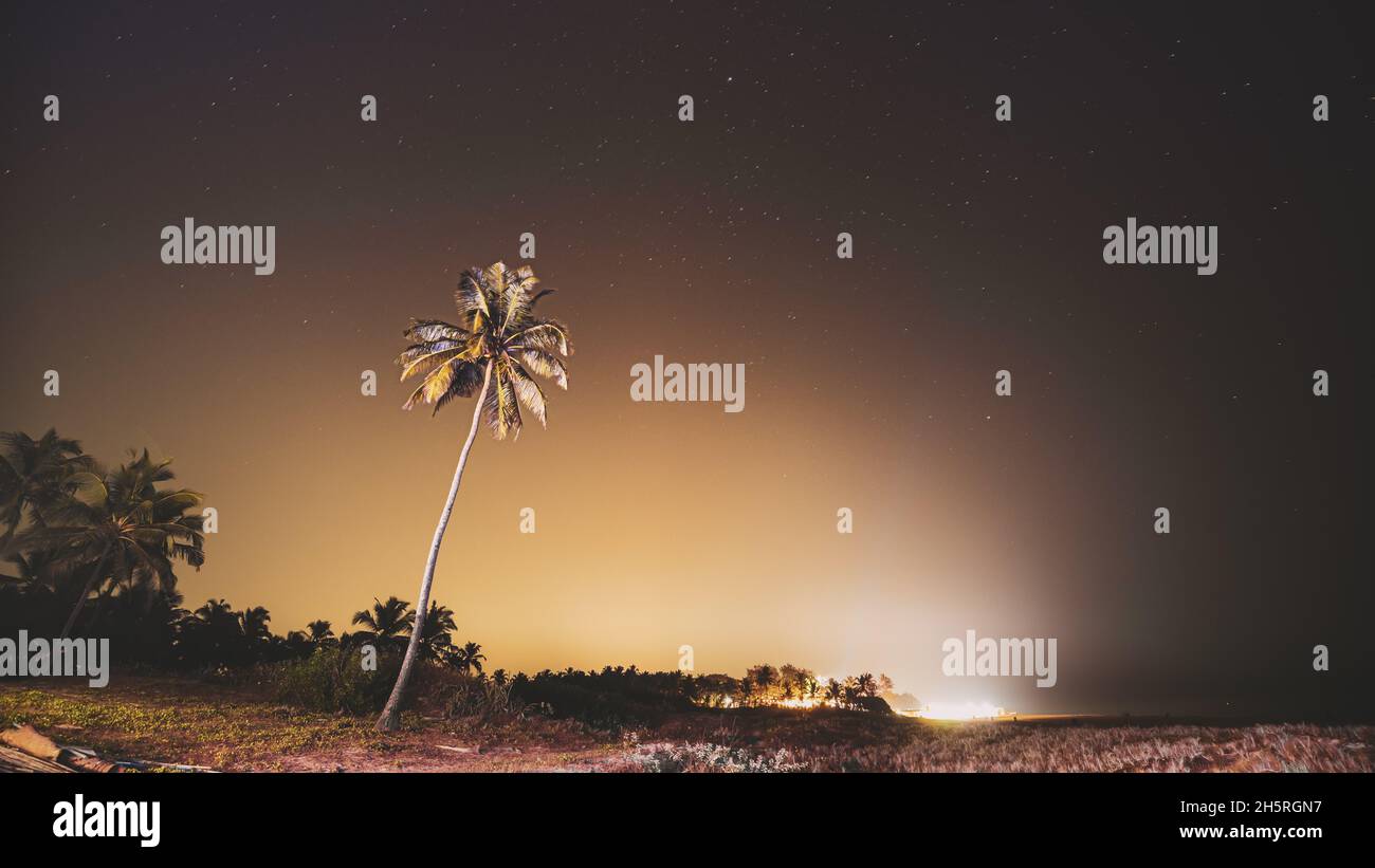 Goa, India. Real Night Sky Stars. Coconut Tree Palm On Background Of ...