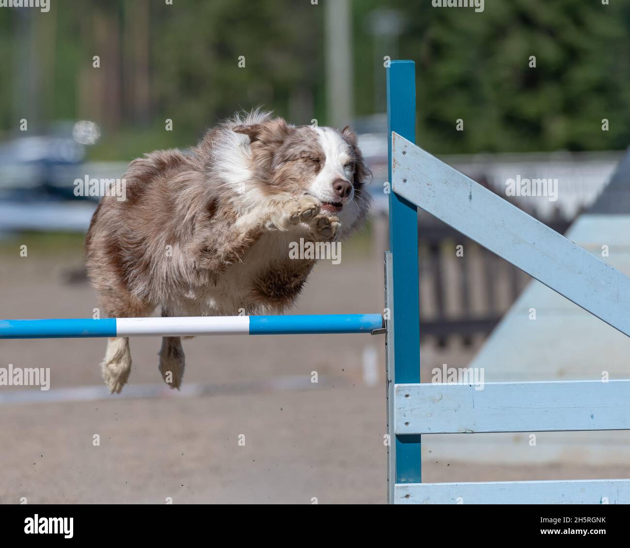 Australian shepherd jumping over an agility hurdle Stock Photo - Alamy