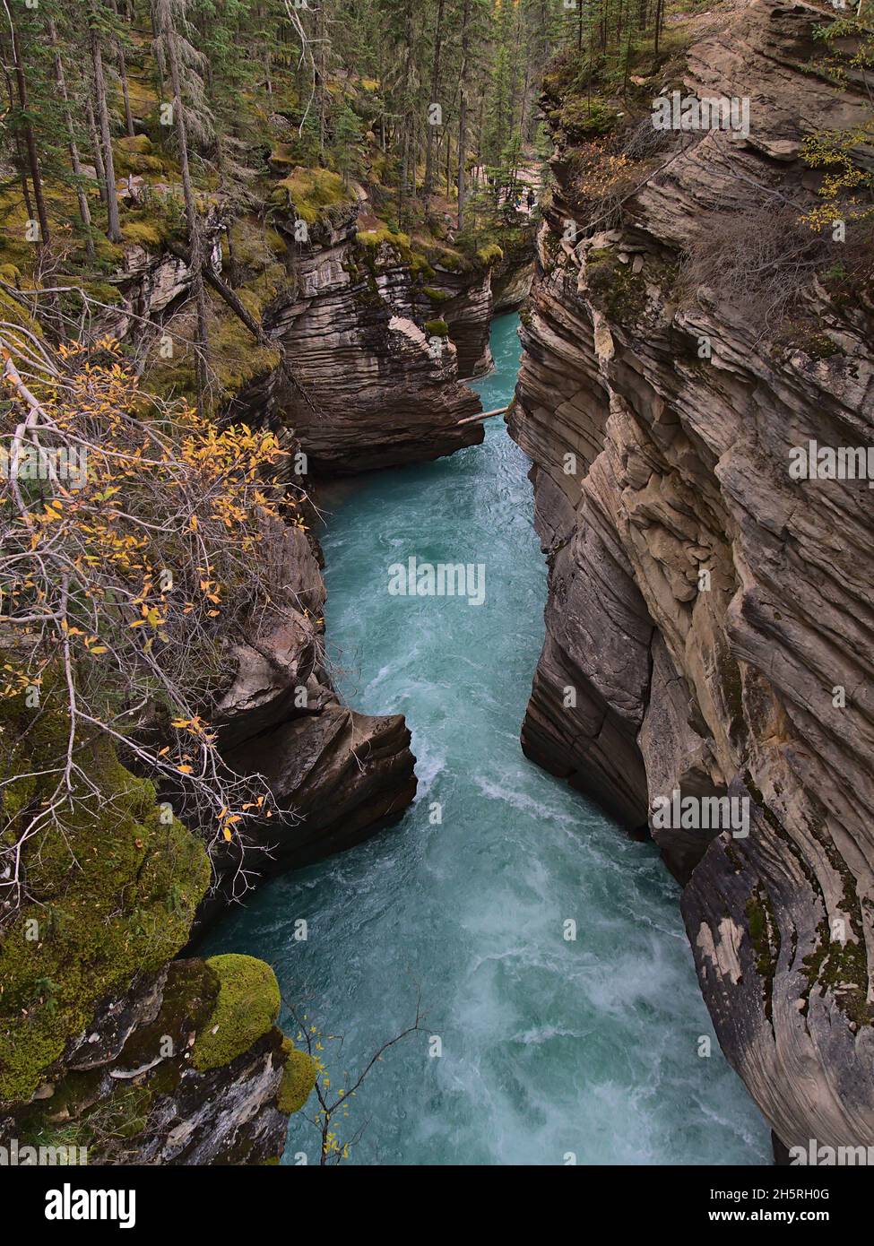 Stunning view of narrow gorge with furious river at popular Athabasca ...