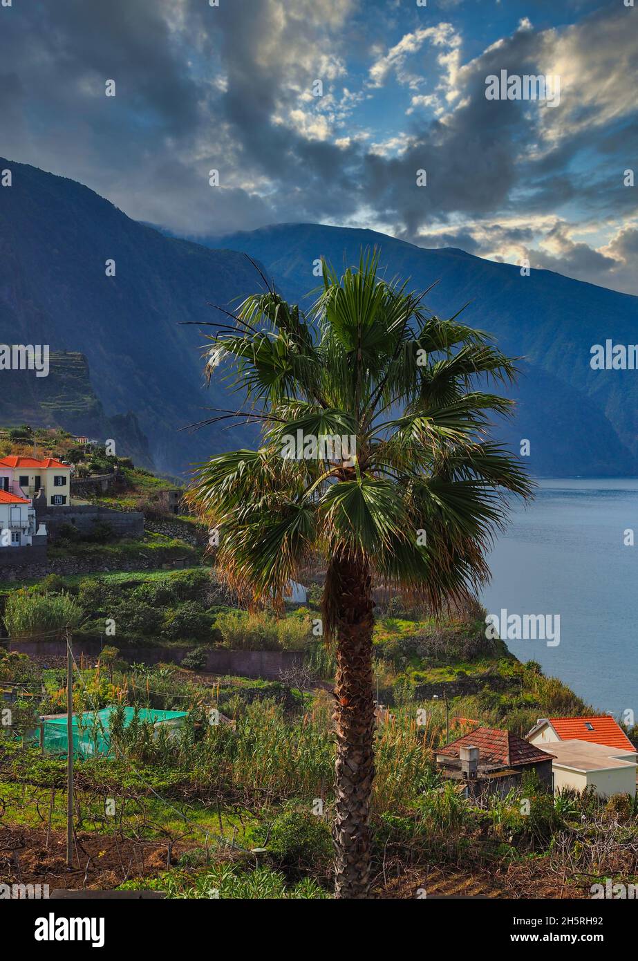 Atlantic ocean palm tree hi-res stock photography and images - Alamy