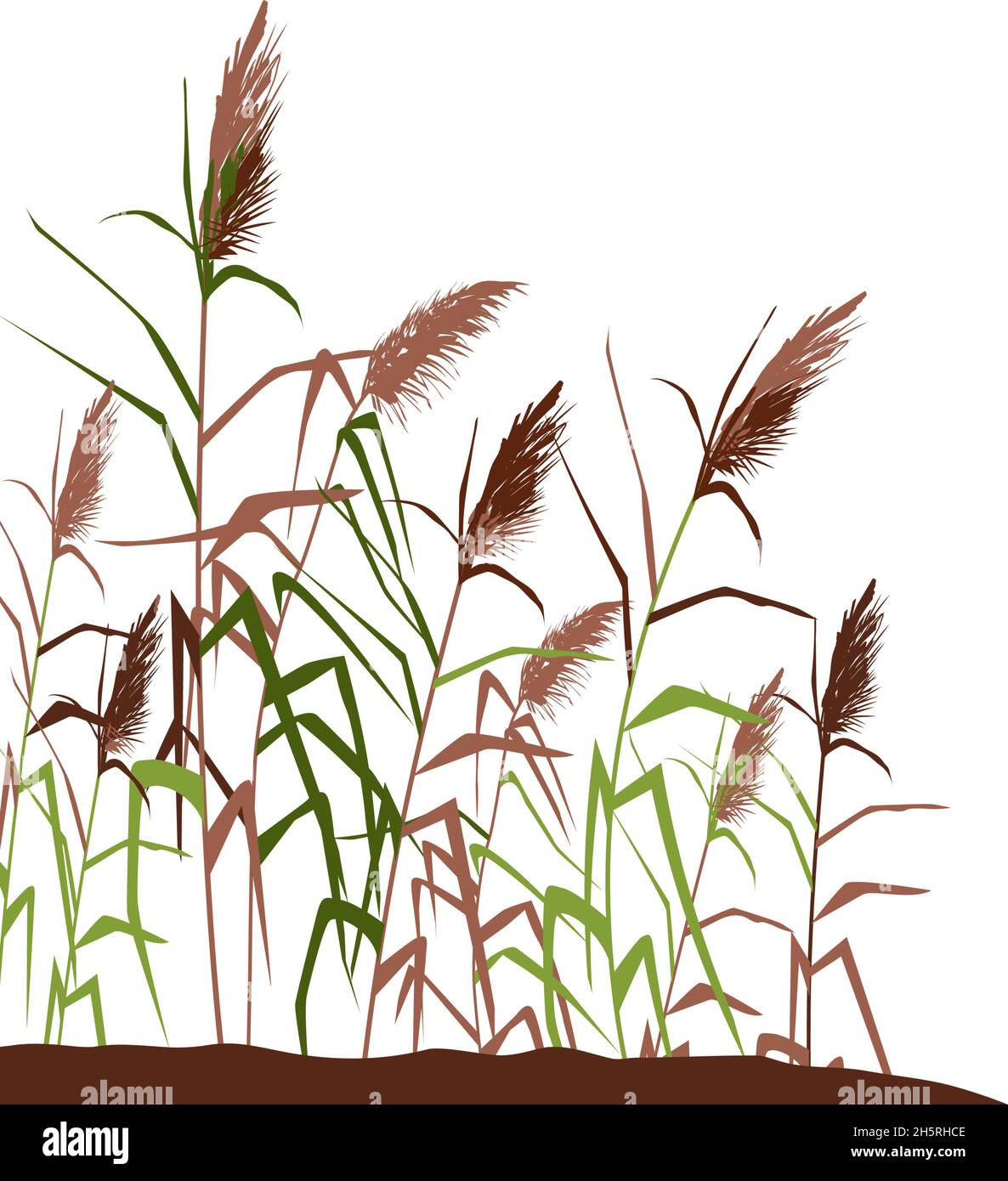 Reed mace on a lake Stock Vector Images - Alamy