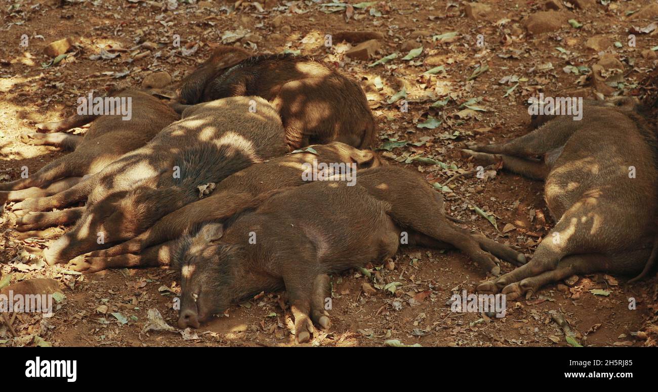 Goa, India. Indian Wild Boar Or Sus Scrofa, Also Known As The Wild ...