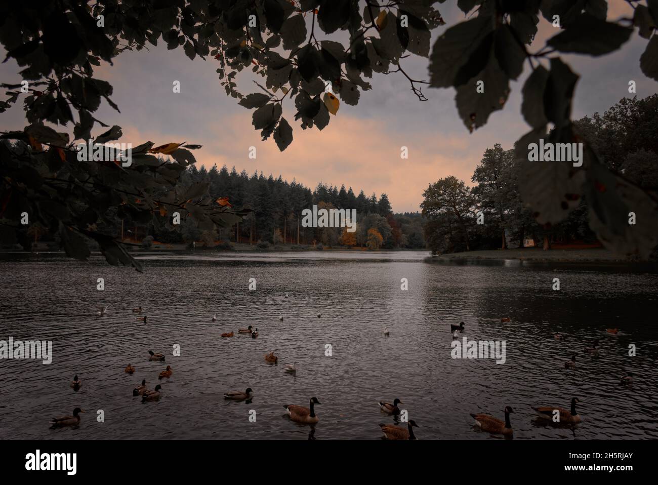 Autumn at Shearwater longleat Stock Photo - Alamy