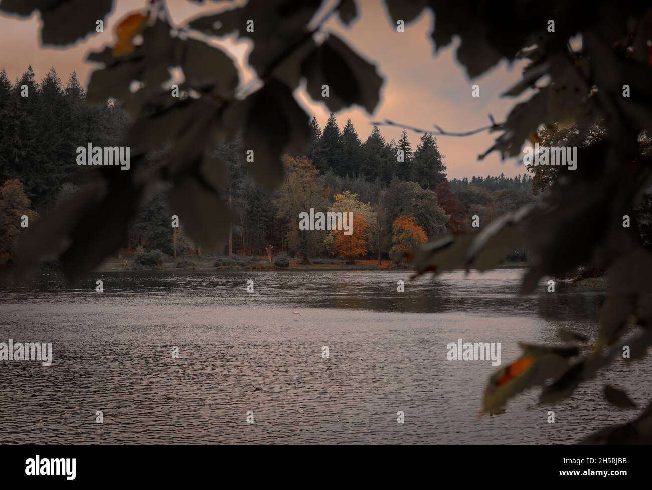 Autumn at Shearwater longleat Stock Photo - Alamy